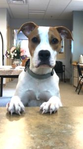 Dog Licenses | Dryden, NY